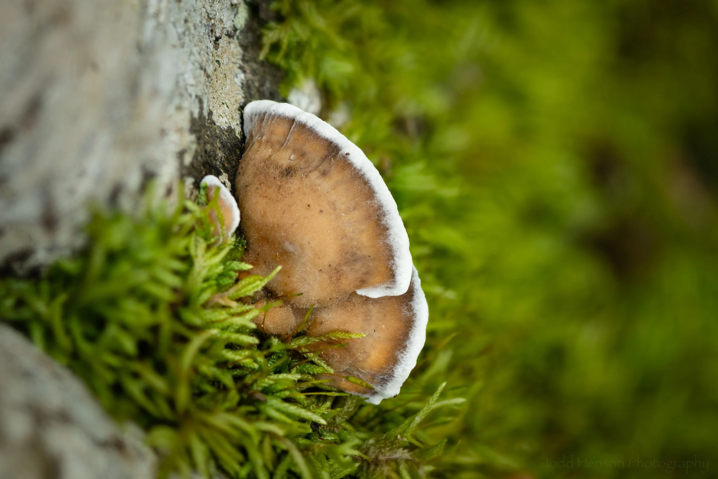 Polypore and Feather Moss Galore — Todd Henson Photography