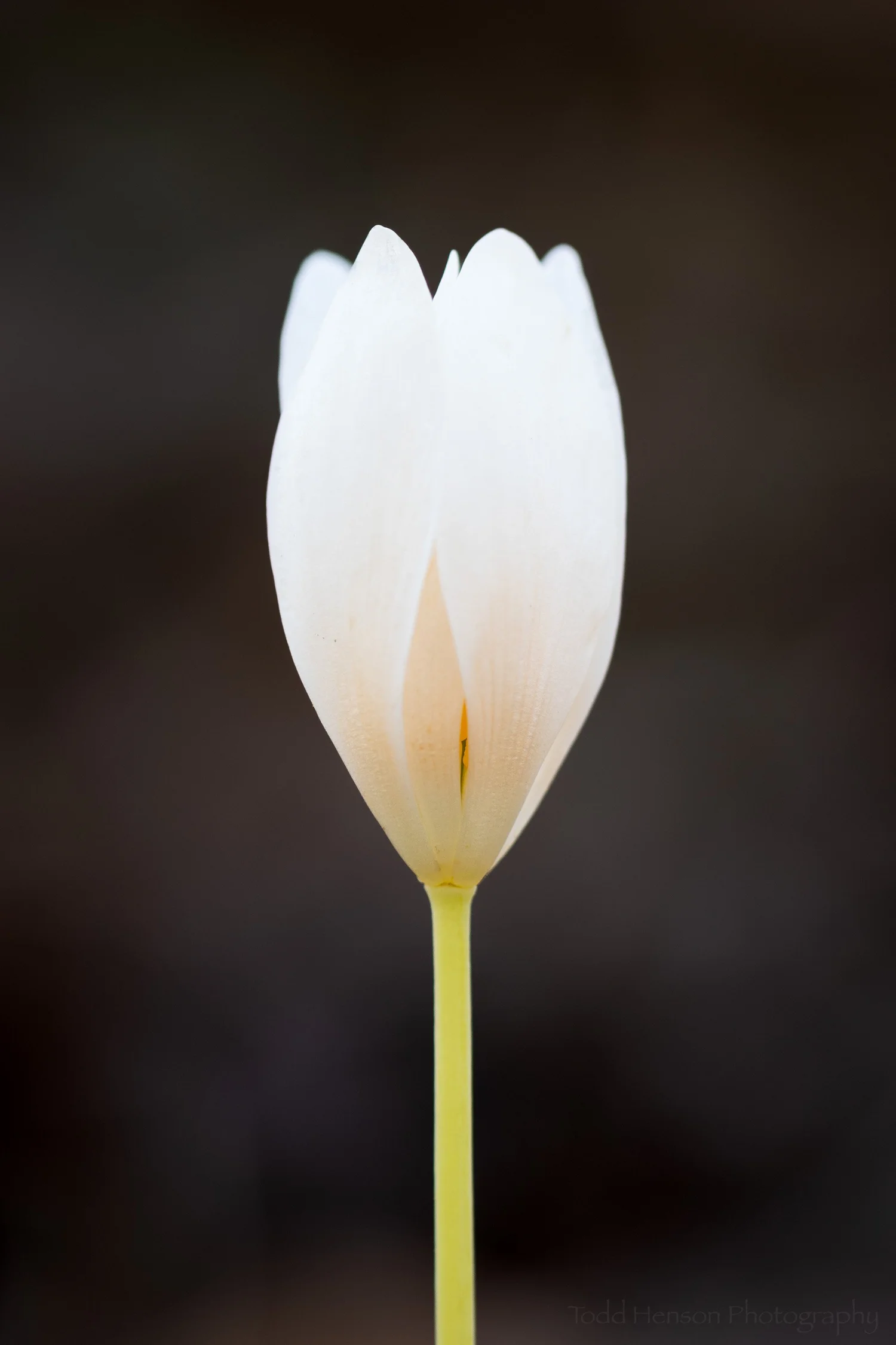 Stages of Growth of Bloodroot (Sanguinaria canadensis) — Todd Henson ...