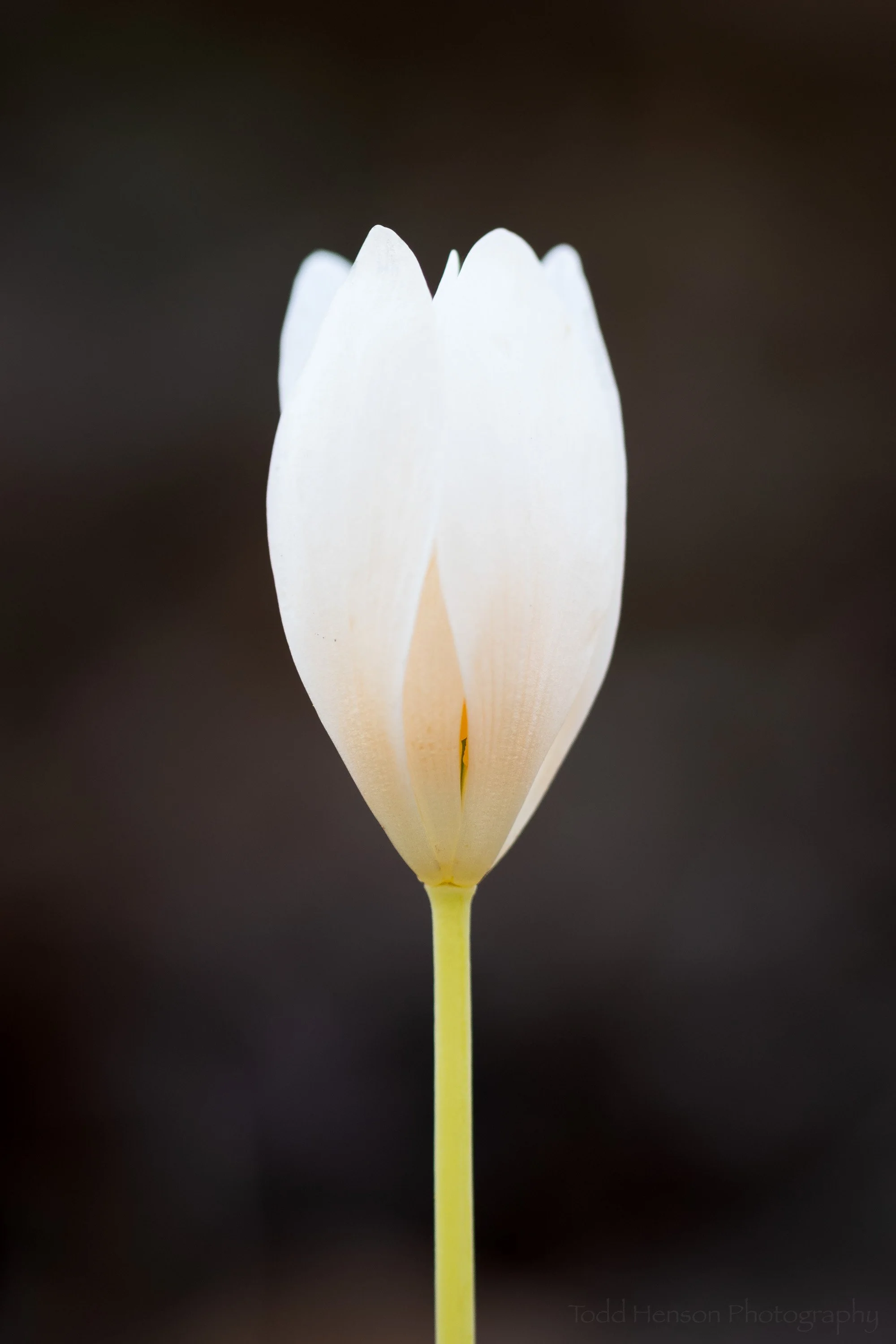 Stages of Growth of Bloodroot (Sanguinaria canadensis) — Todd Henson ...