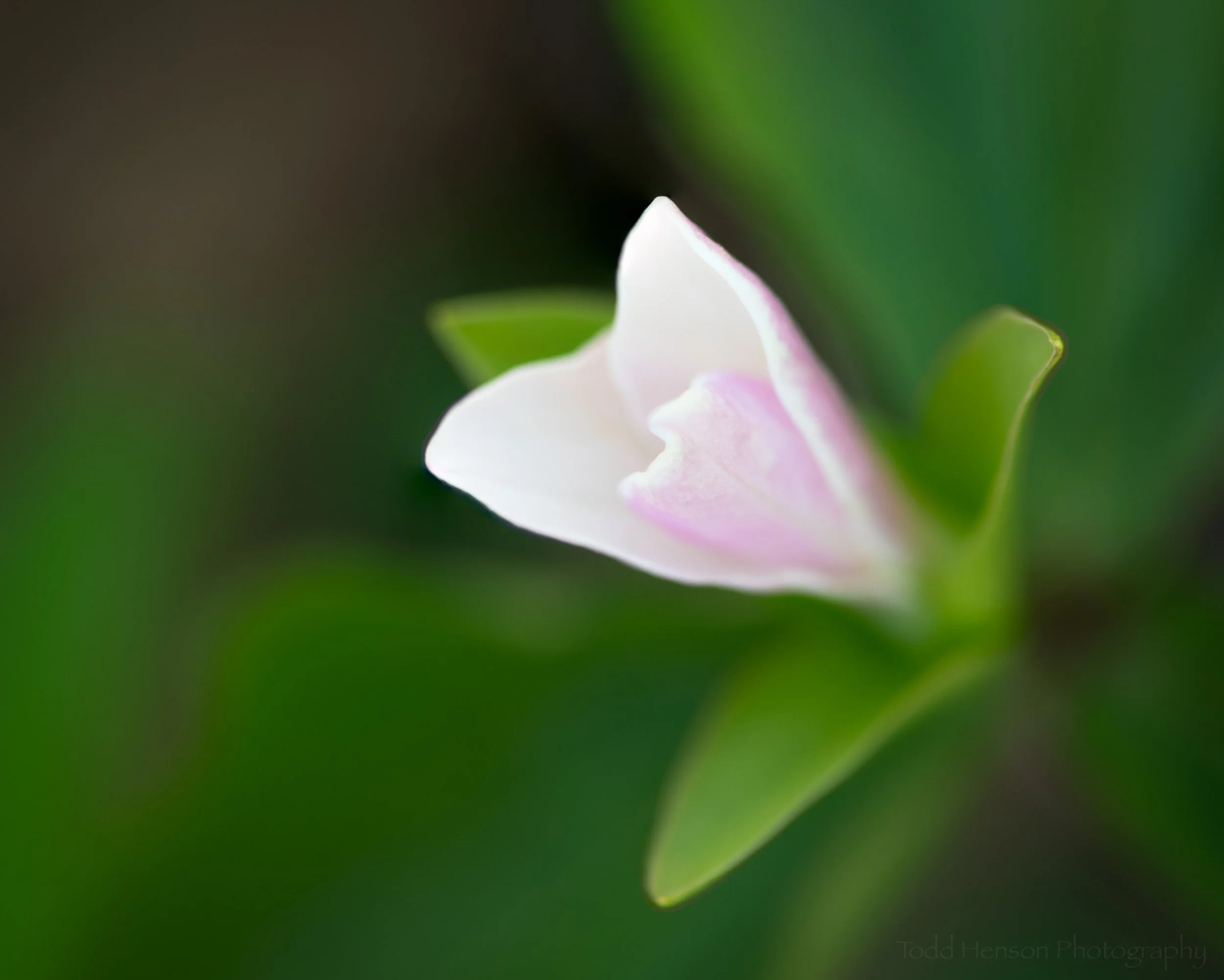 Blushing Young Trillium — Todd Henson Photography