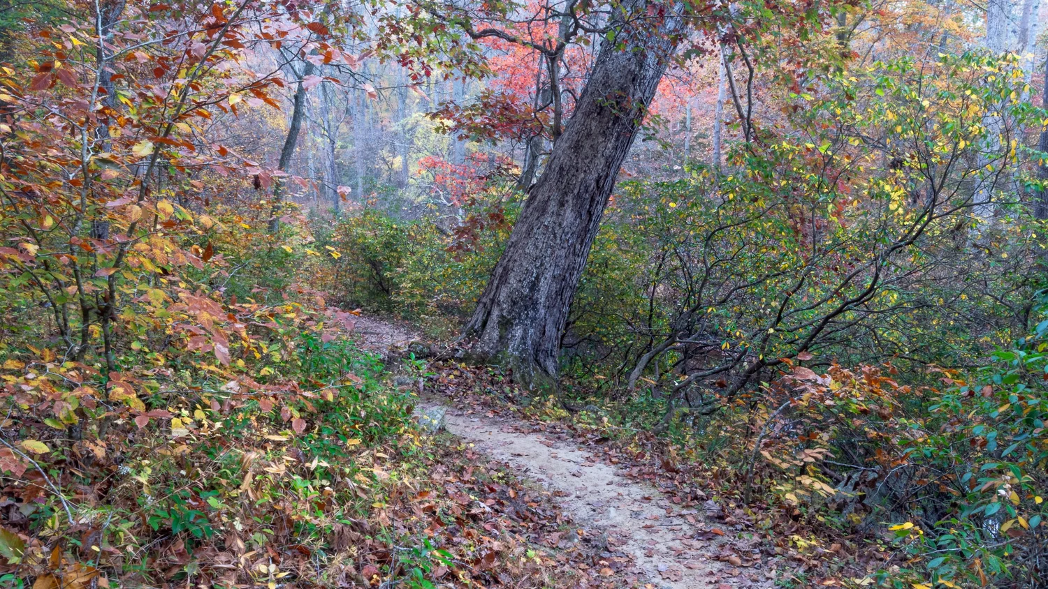 Autumn in Prince William Forest Park — Todd Henson Photography