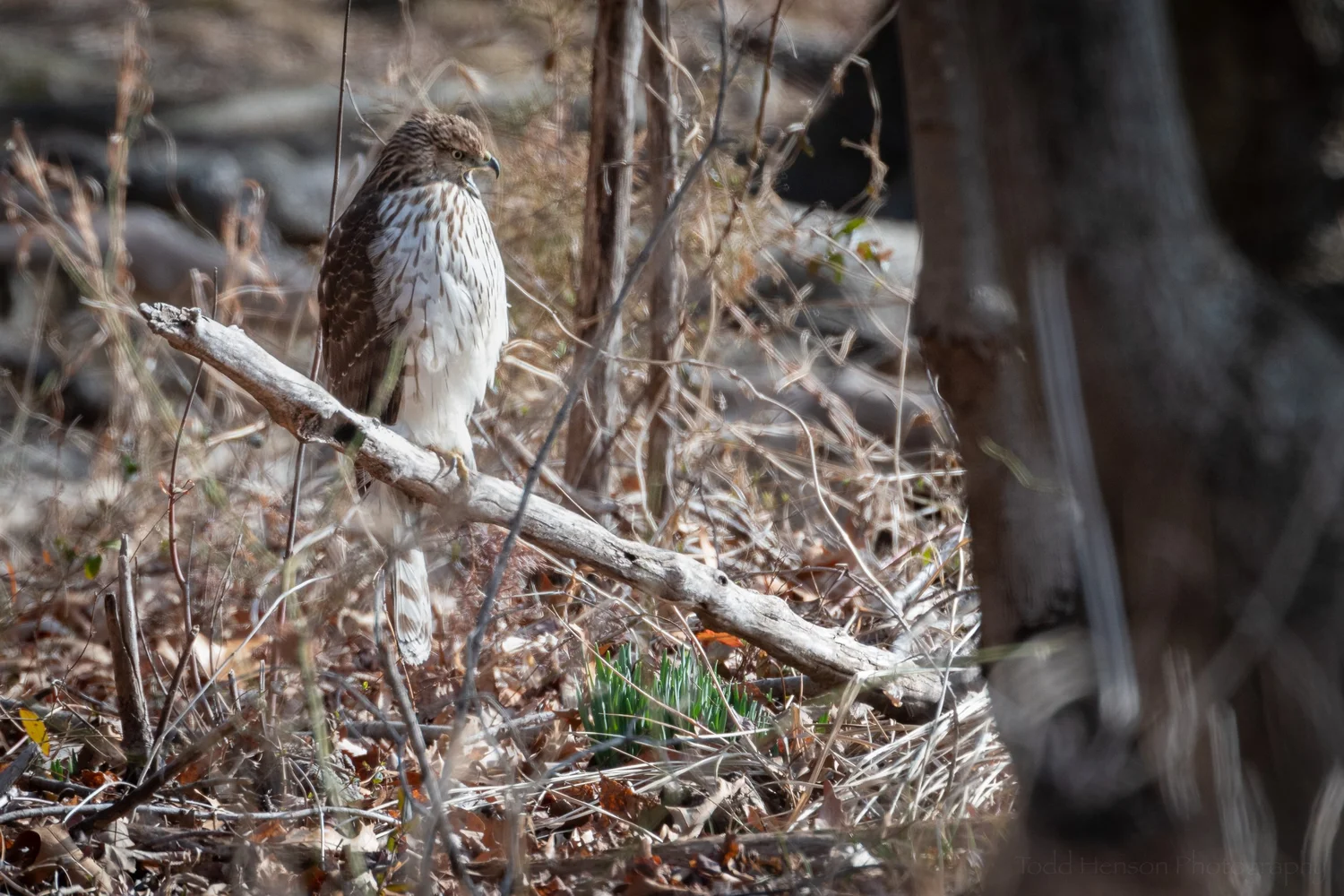 Observing an Adolescent Cooper’s Hawk — Todd Henson Photography