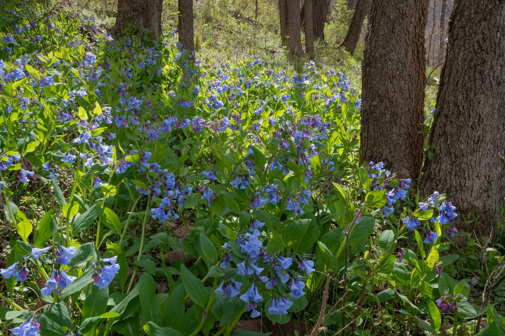 Virginia Bluebells Along Seven Bends — Todd Henson Photography