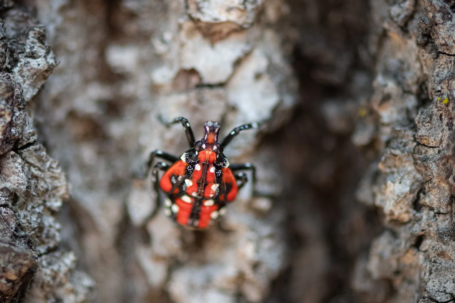 The Invasive Spotted Lanternfly — Todd Henson Photography