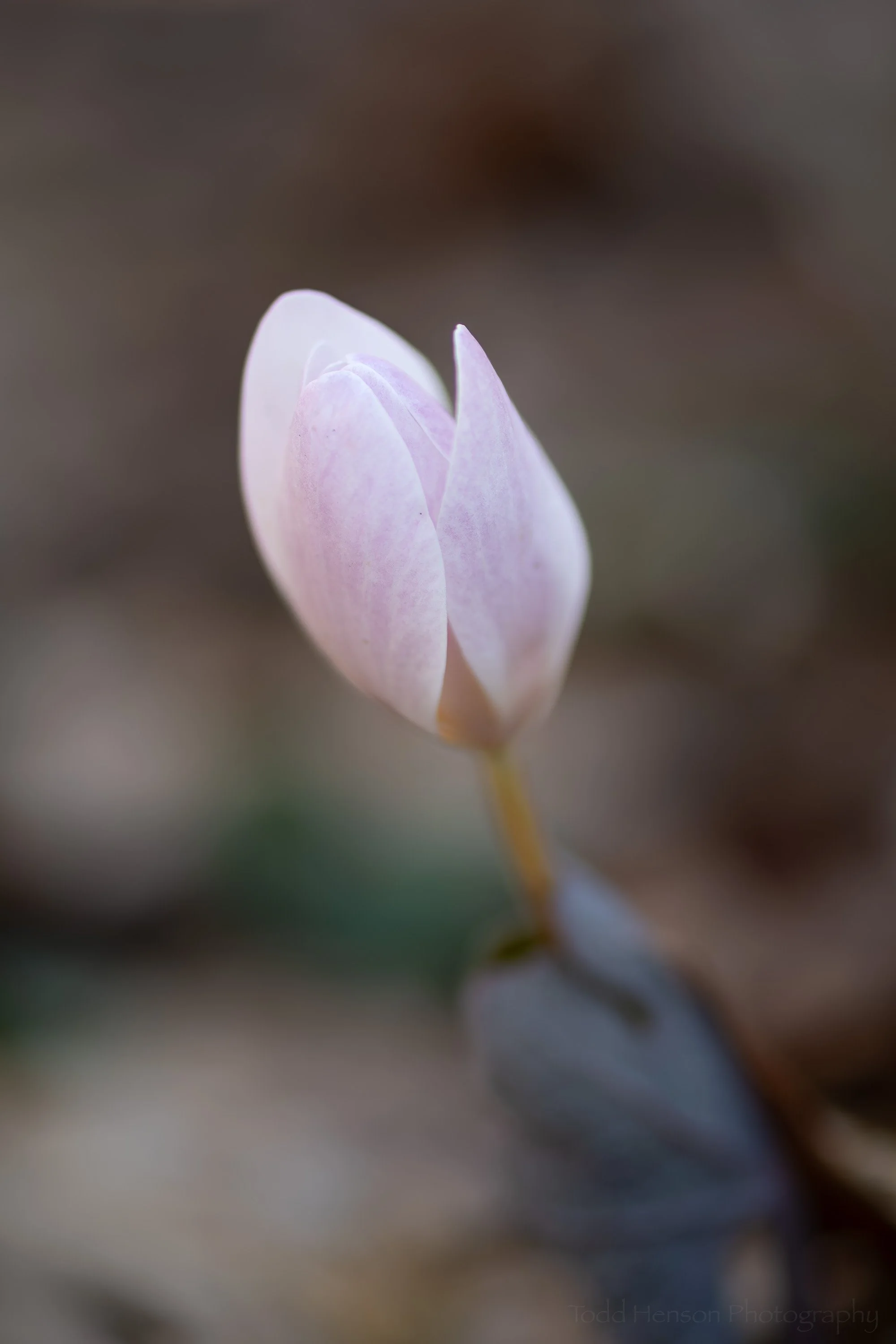 Stages of Growth of Bloodroot (Sanguinaria canadensis) — Todd Henson ...