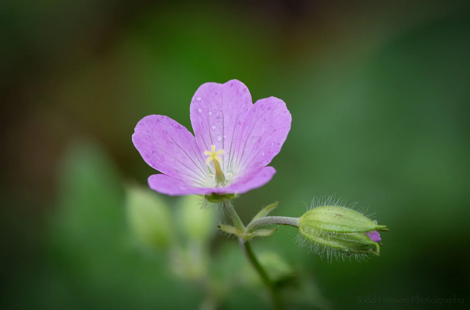 Variations on a Theme: Wild Geranium - Spring 2025 — Todd Henson ...