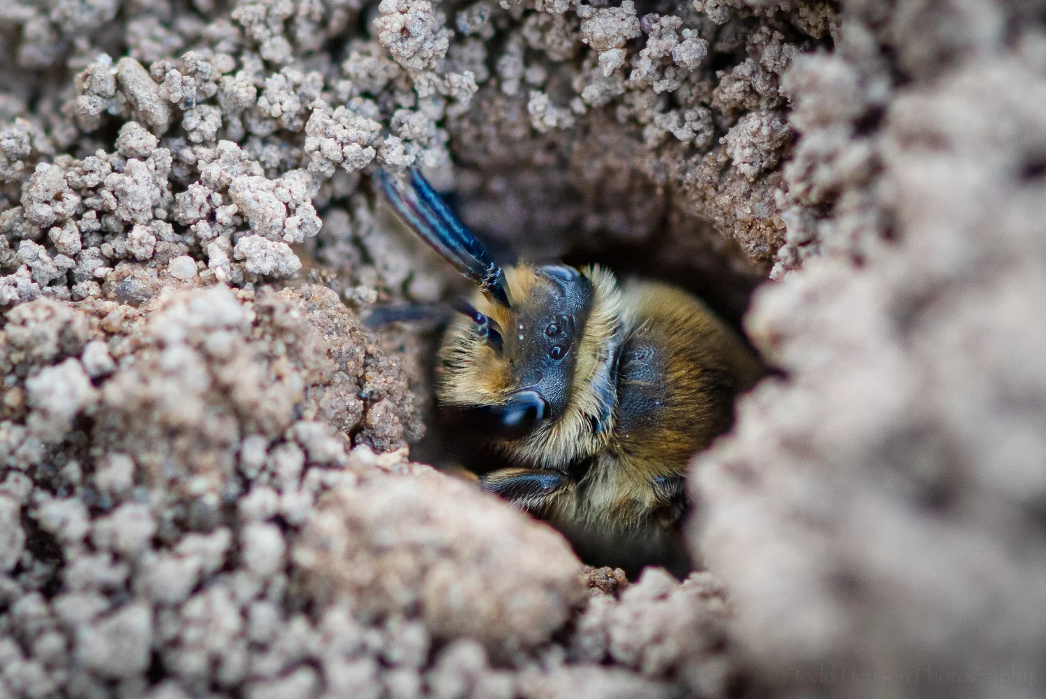 Mining Bee in Its Nest — Todd Henson Photography