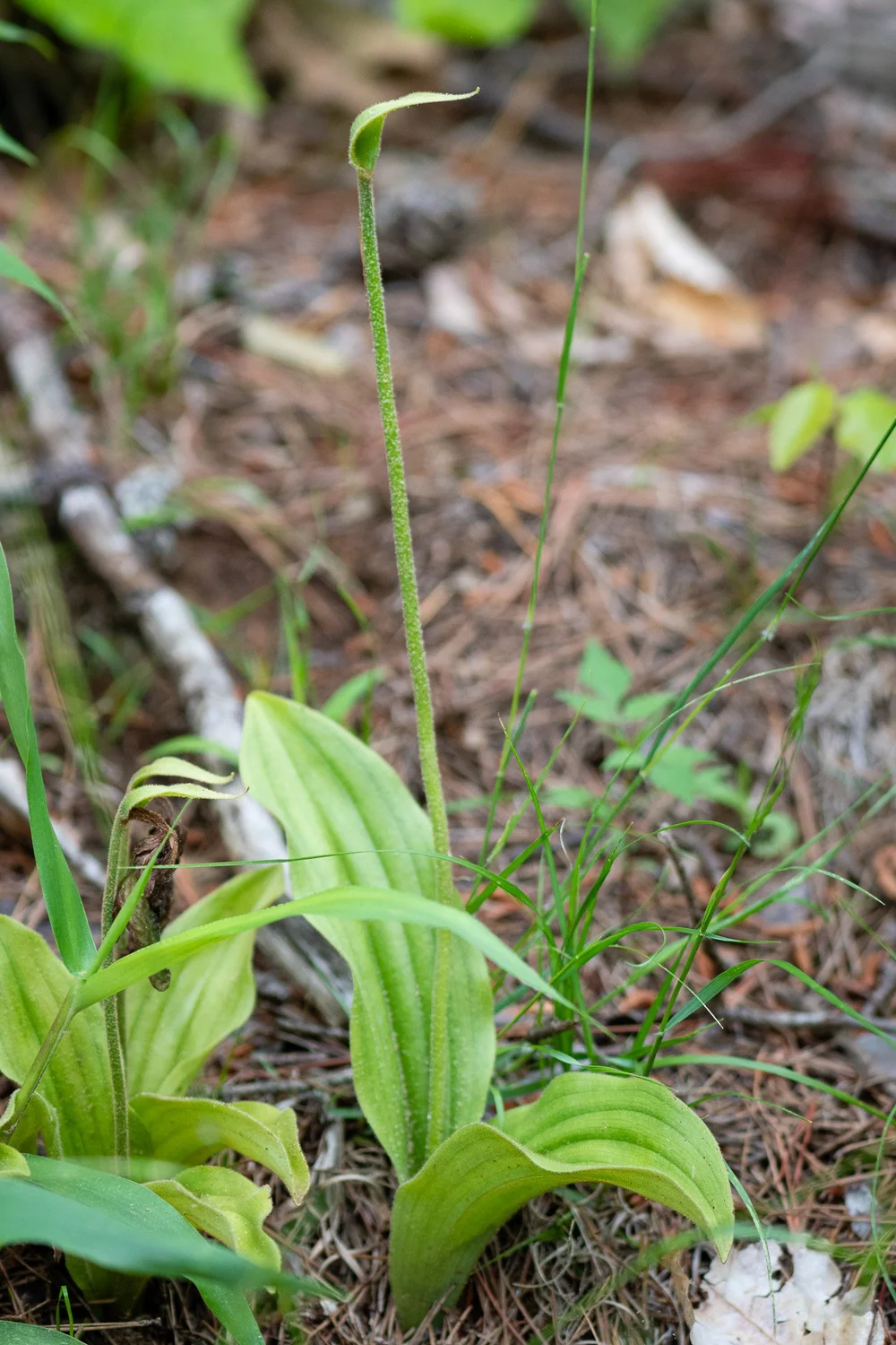Stages of Growth of Pink Lady’s Slipper Orchids — Todd Henson Photography