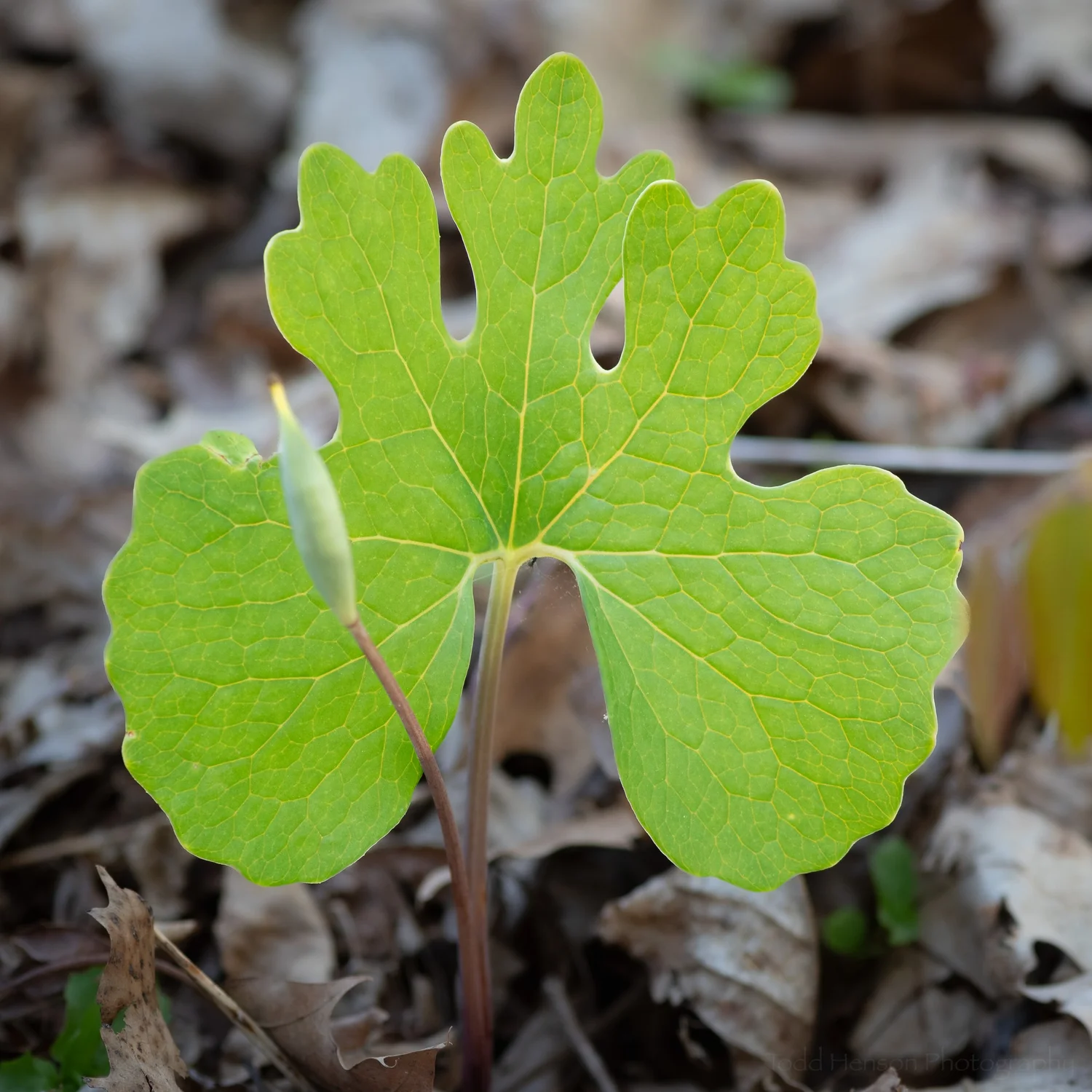 Stages of Growth of Bloodroot (Sanguinaria canadensis) — Todd Henson ...