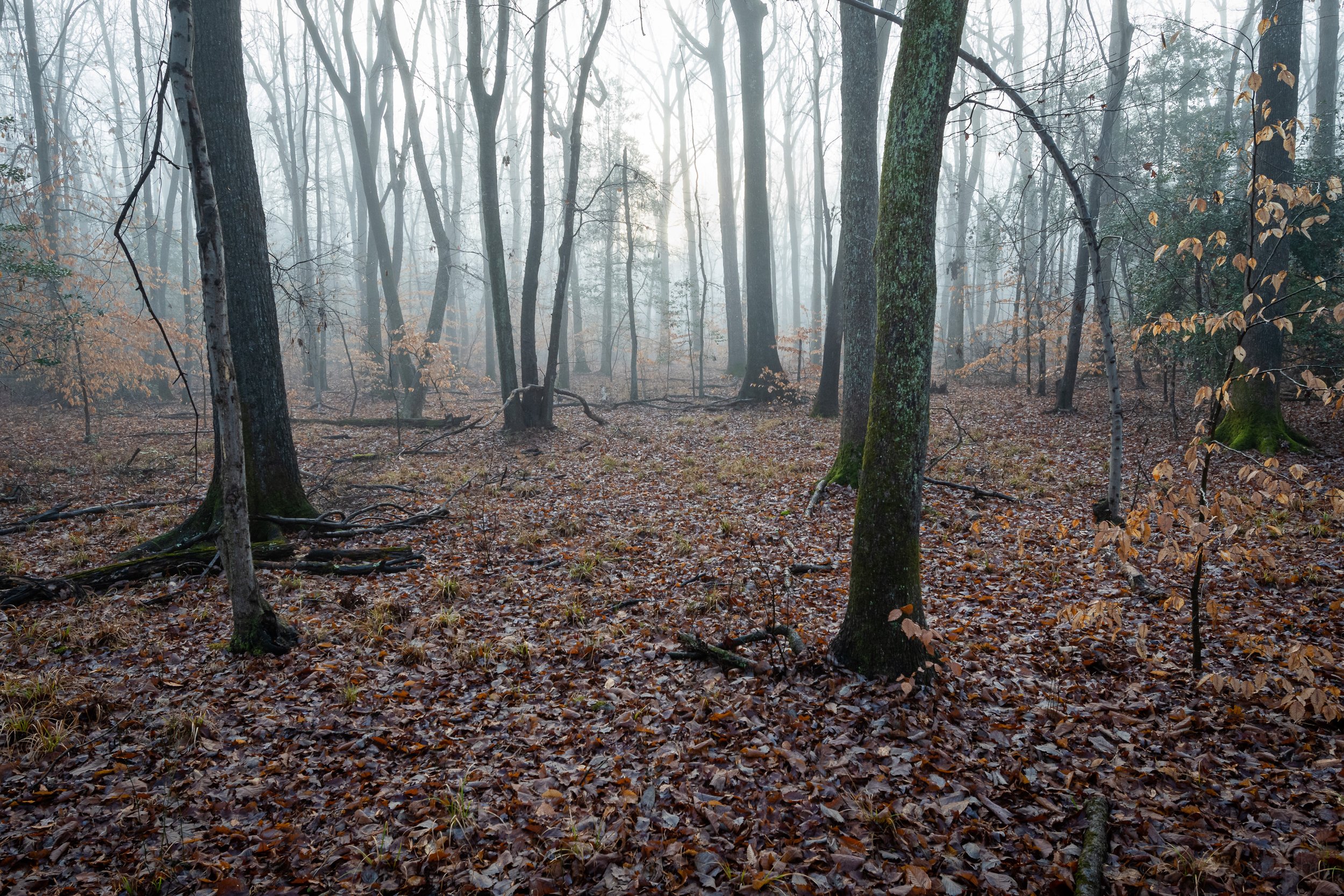 Foggy Morning in the Forest — Todd Henson Photography