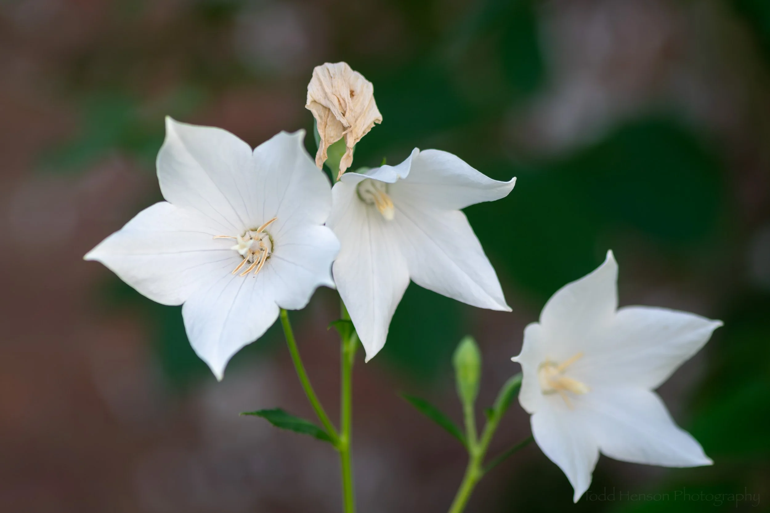 White and Blue Balloon Flowers on a Hot Summer Day — Todd Henson ...