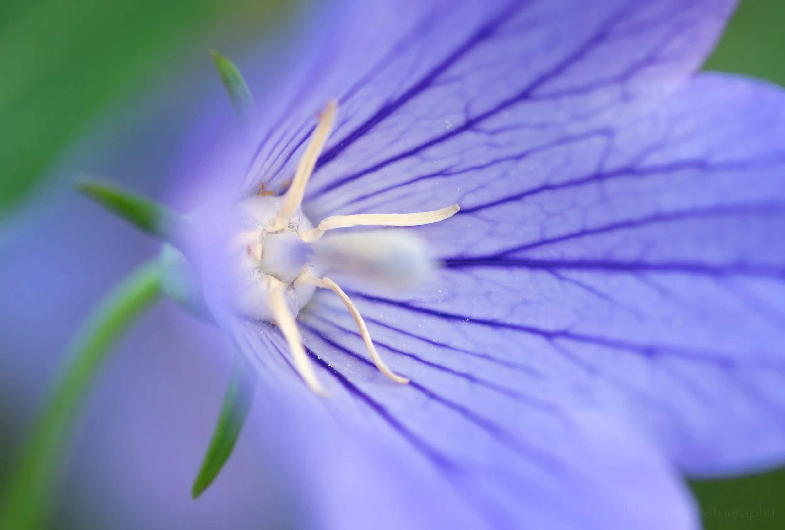 White and Blue Balloon Flowers on a Hot Summer Day — Todd Henson ...