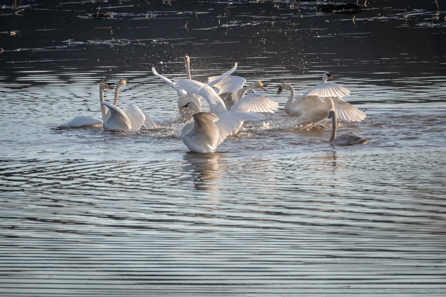 One Morning With Tundra Swans — Todd Henson Photography