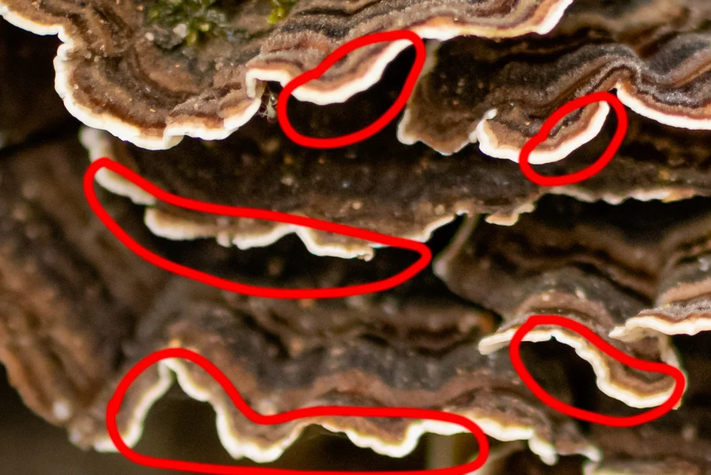 Color Fringing Fungus: An Example of Chromatic Aberration — Todd Henson ...