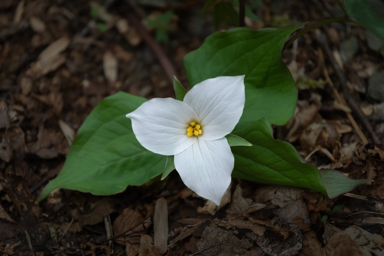 My First White Trilliums - Shenandoah National Park — Todd Henson ...