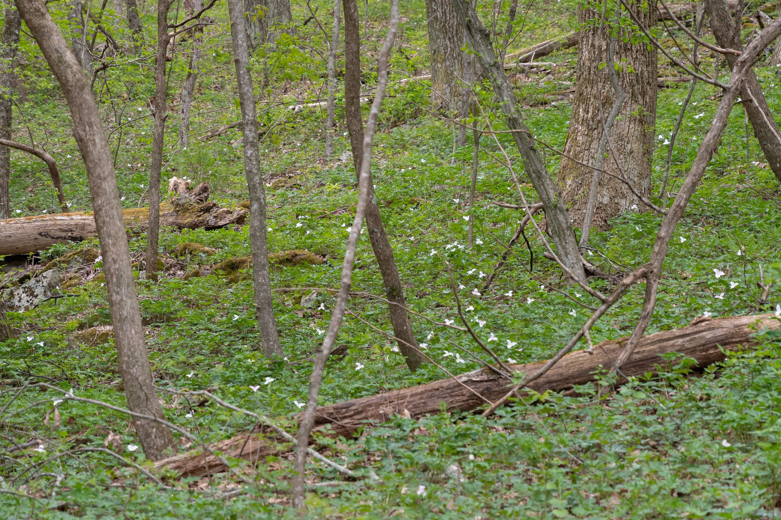 My First White Trilliums - Shenandoah National Park — Todd Henson ...