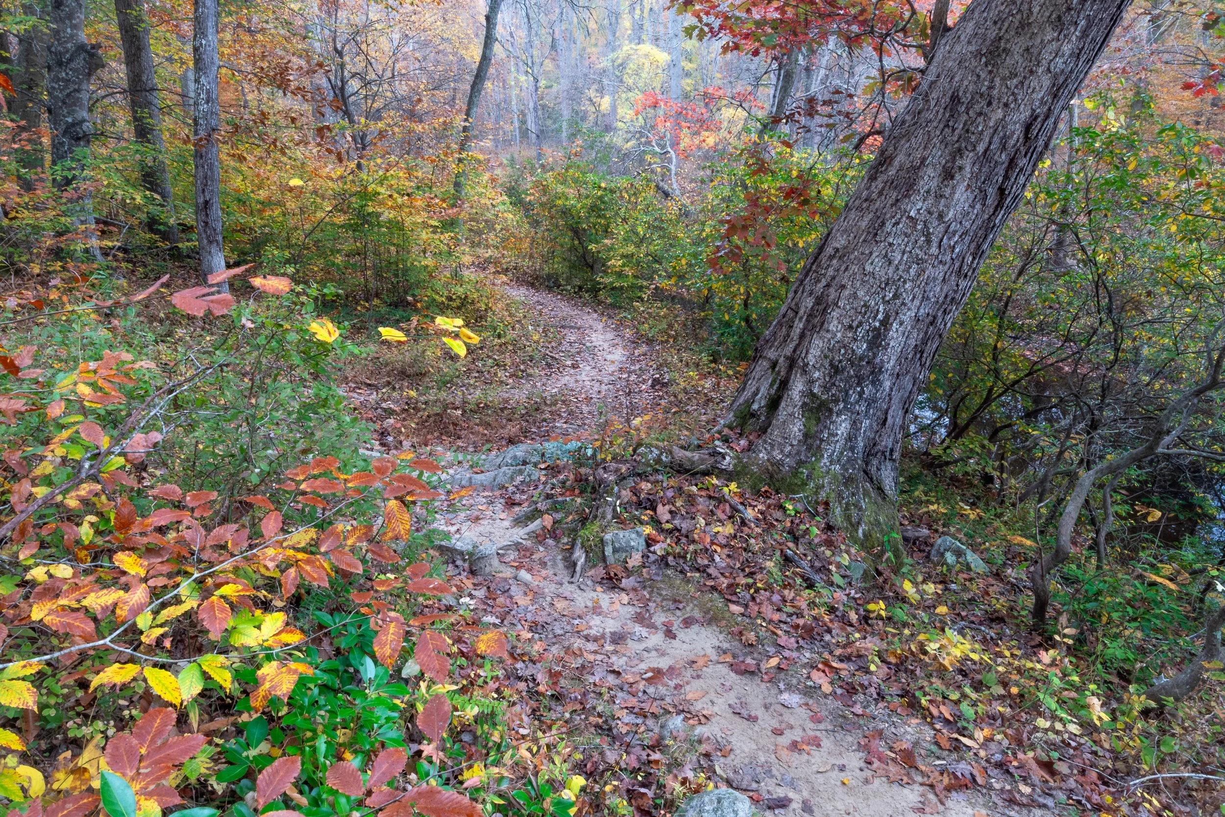 Autumn in Prince William Forest Park — Todd Henson Photography