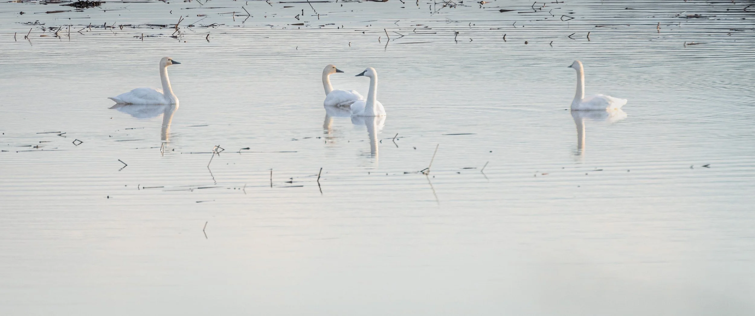One Morning With Tundra Swans — Todd Henson Photography