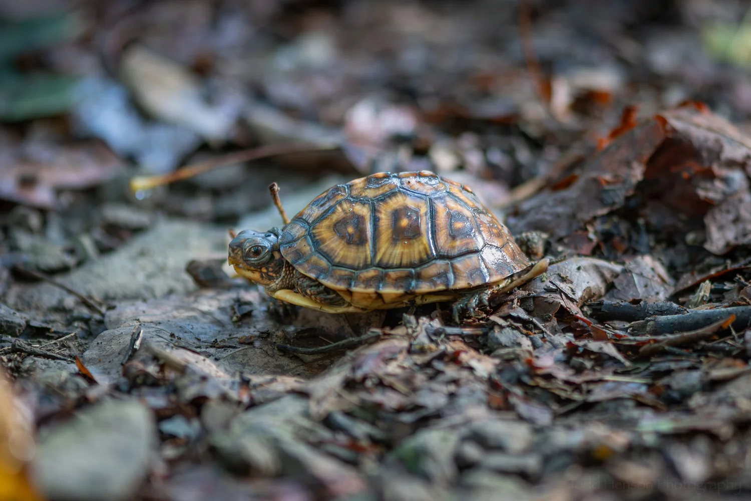Adolescent Eastern Box Turtle — Todd Henson Photography