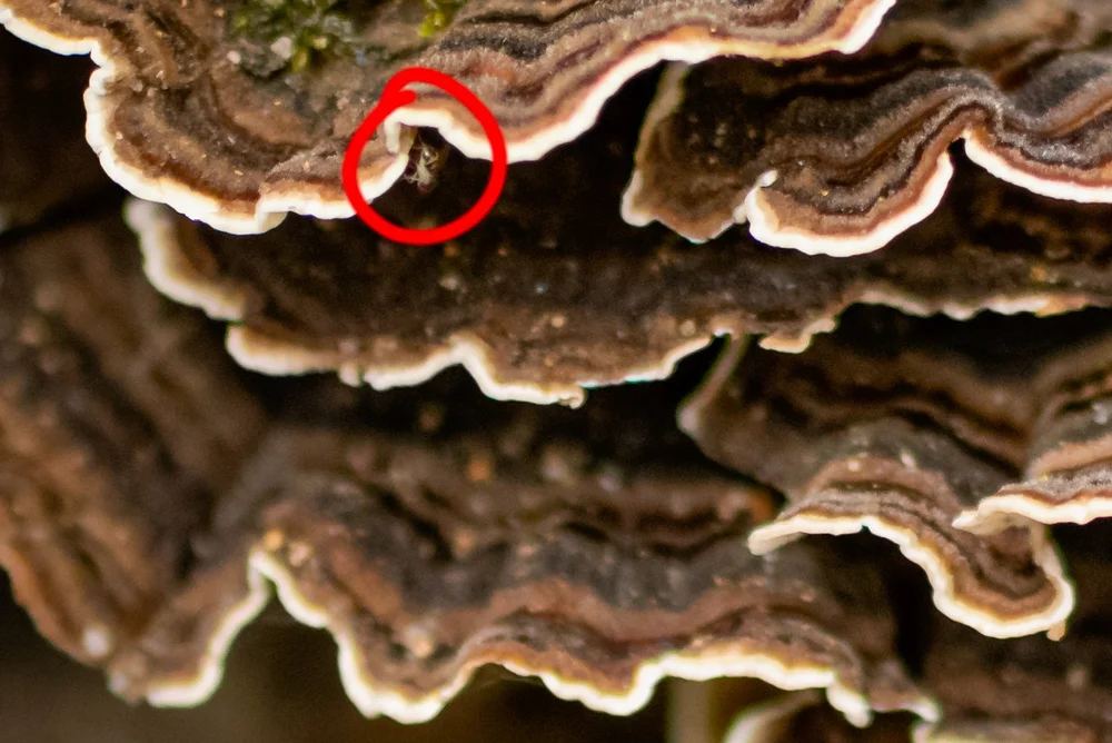 Color Fringing Fungus: An Example of Chromatic Aberration — Todd Henson ...