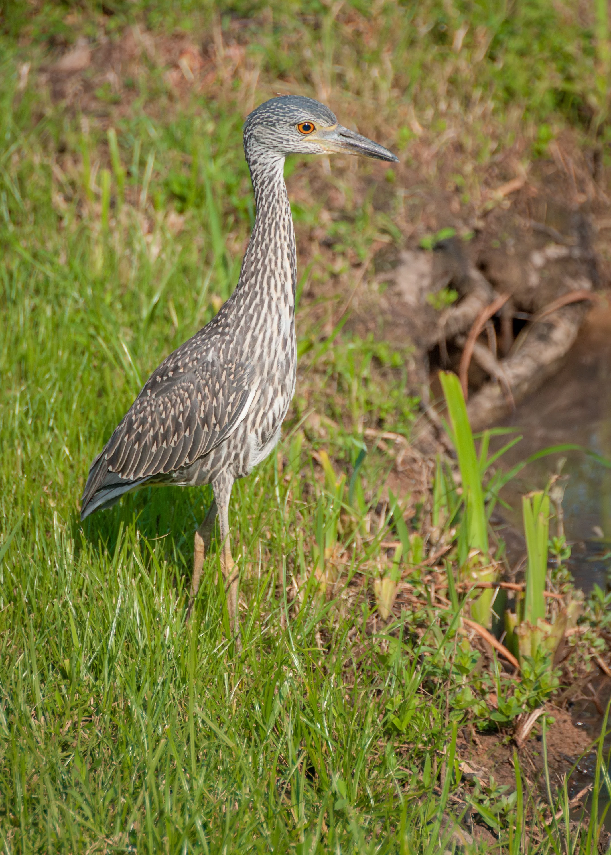 Juvenile Yellow-crowned Night-Heron — Todd Henson Photography