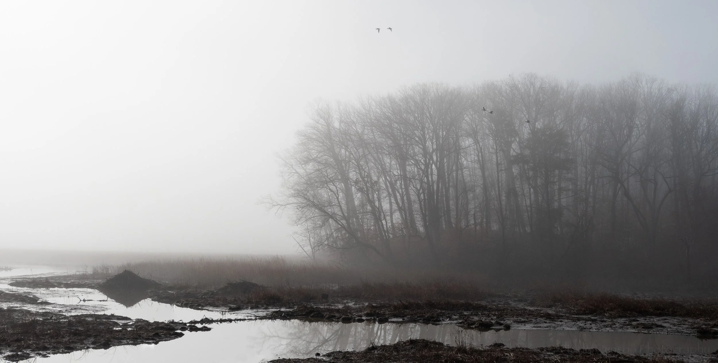 Mason Neck in the Mist — Todd Henson Photography