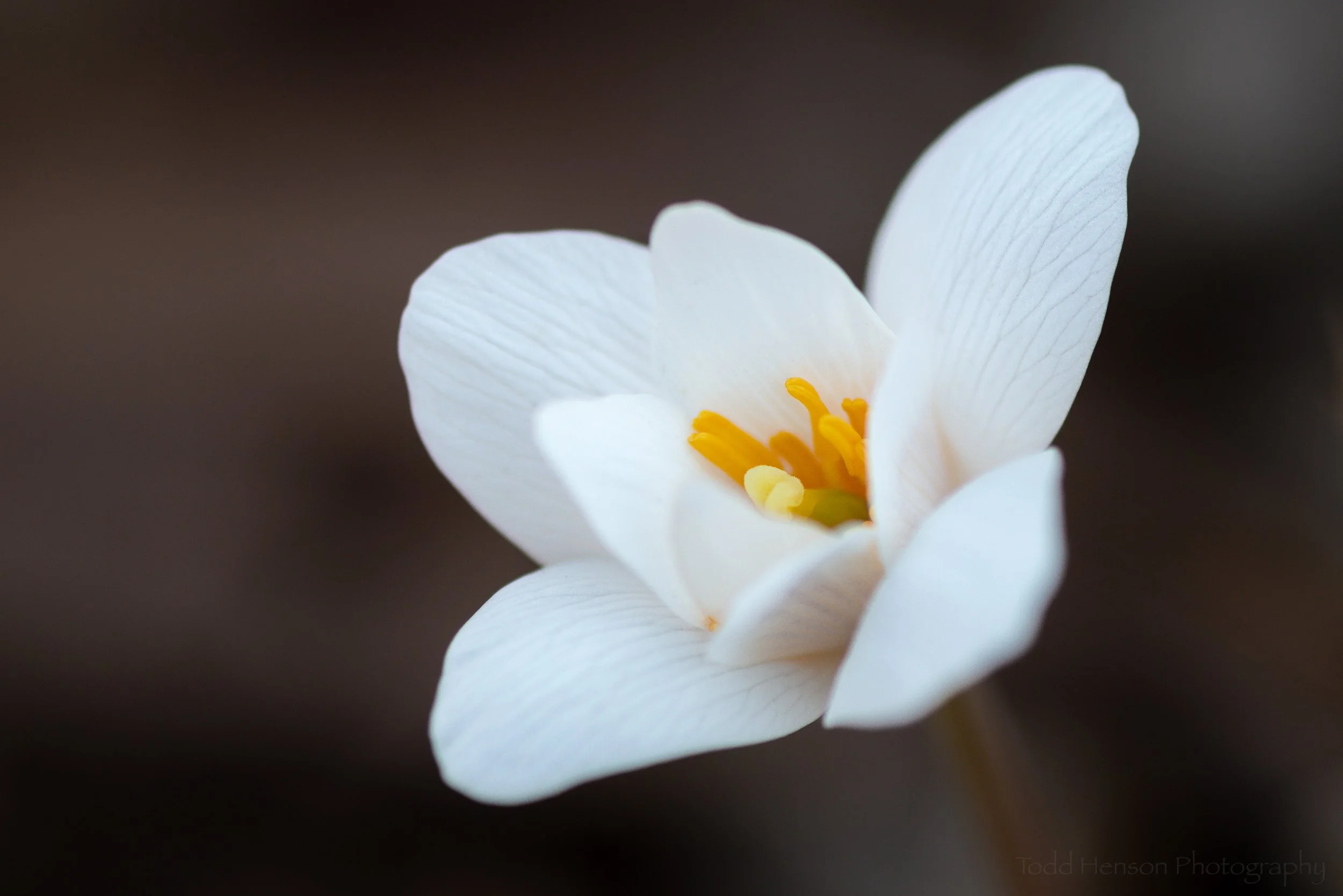Stages of Growth of Bloodroot (Sanguinaria canadensis) — Todd Henson ...