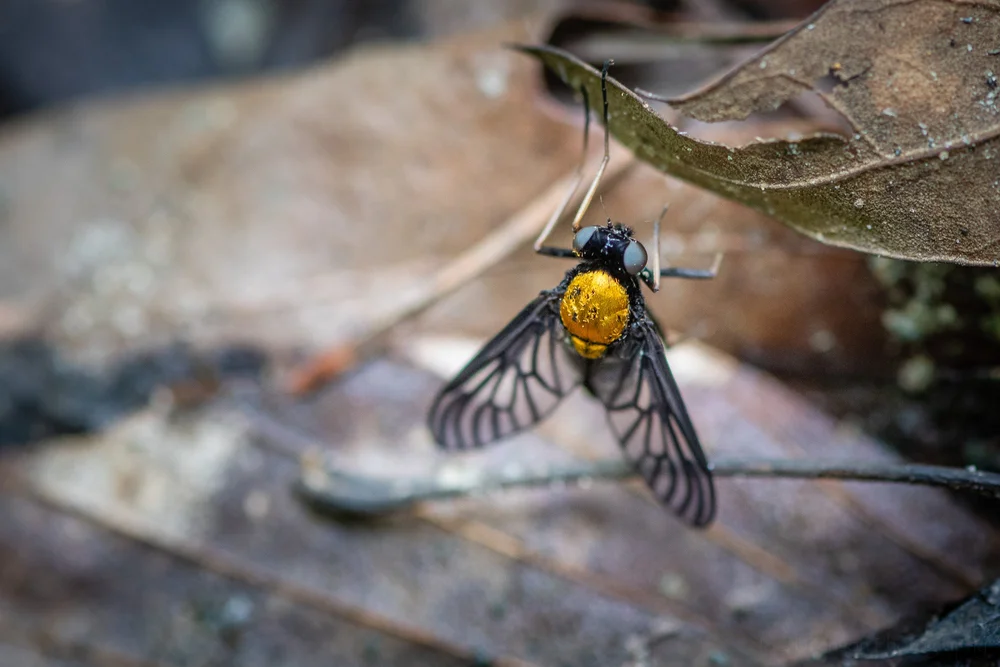 There’s Gold on Them Thar Flies — Todd Henson Photography