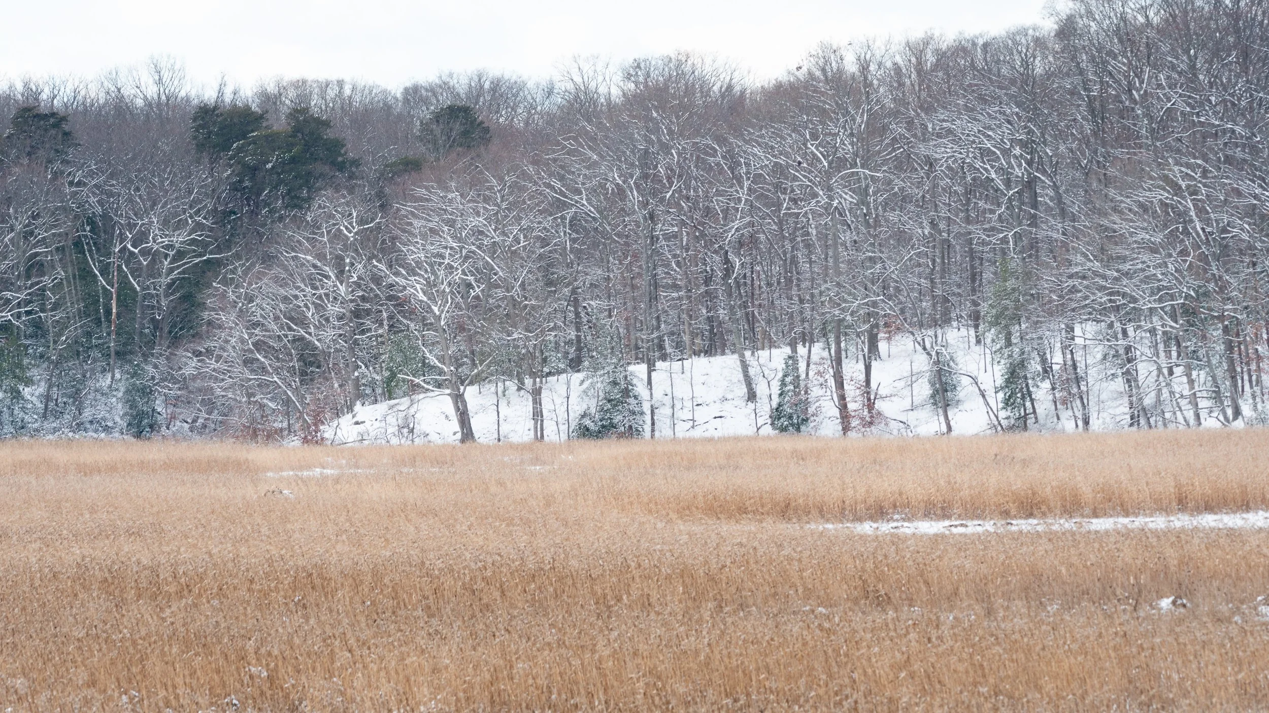 Mason Neck Great Marsh in Snow — Todd Henson Photography