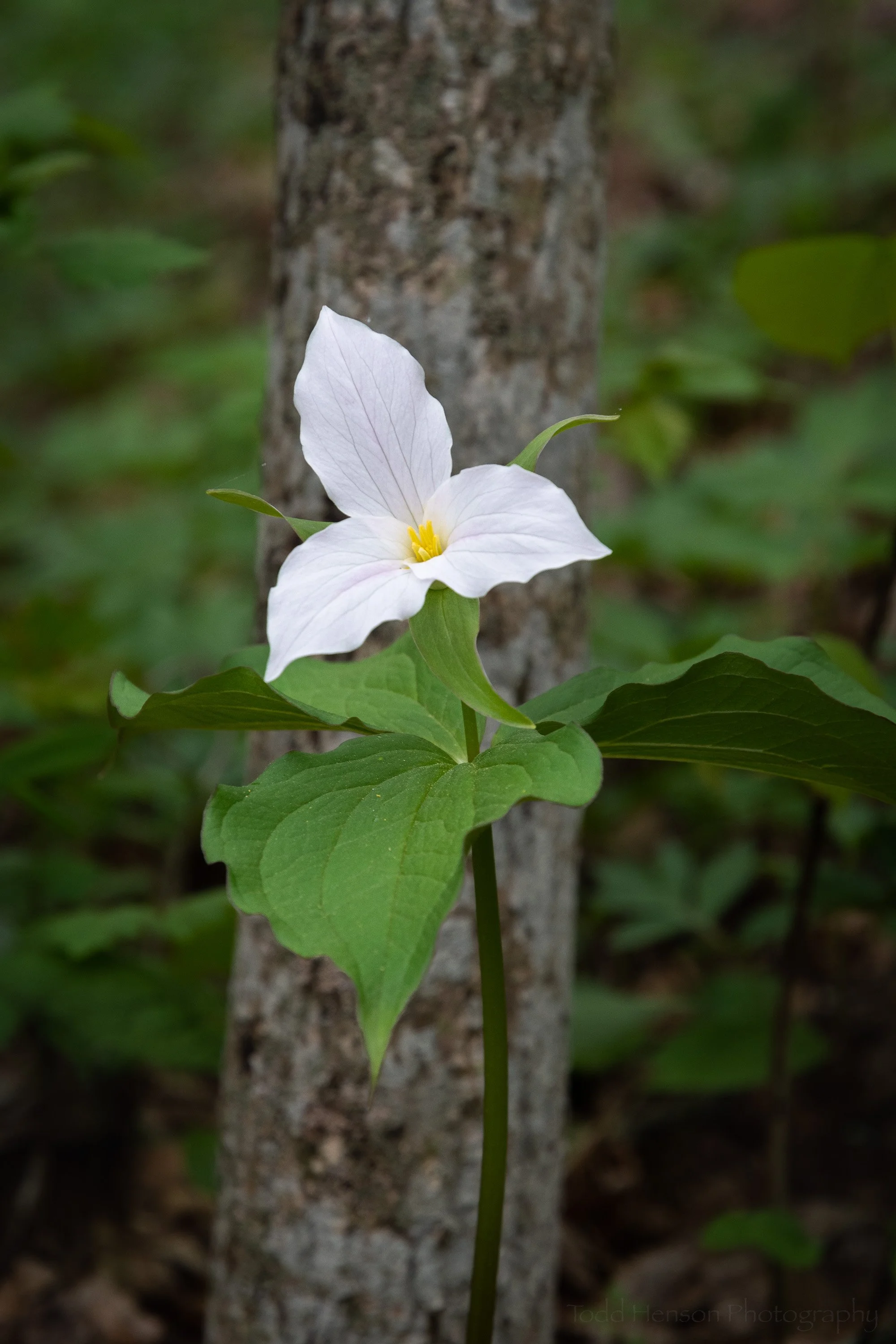 My First White Trilliums - Shenandoah National Park — Todd Henson ...