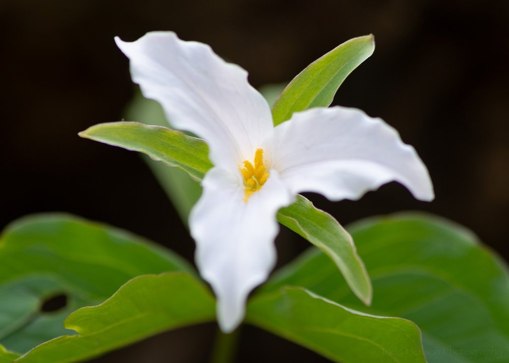 White Trillium From Bud to Bloom in 2024 — Todd Henson Photography