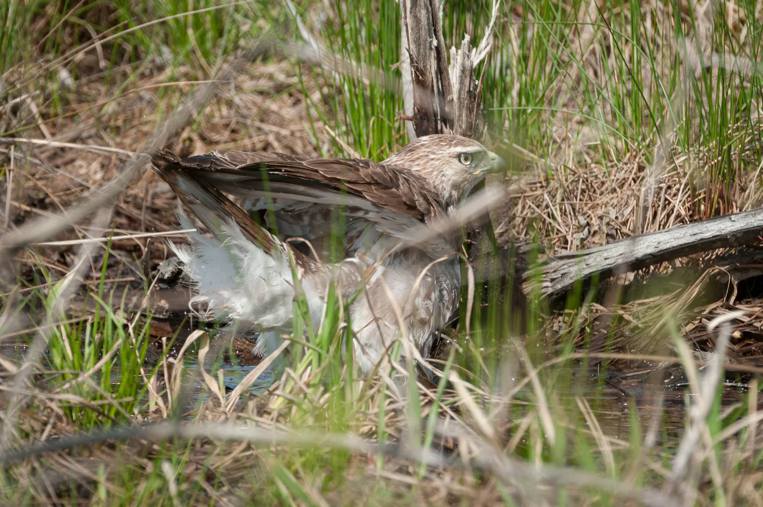 Juvenile Red-tailed Hawk Cooling Off — Todd Henson Photography