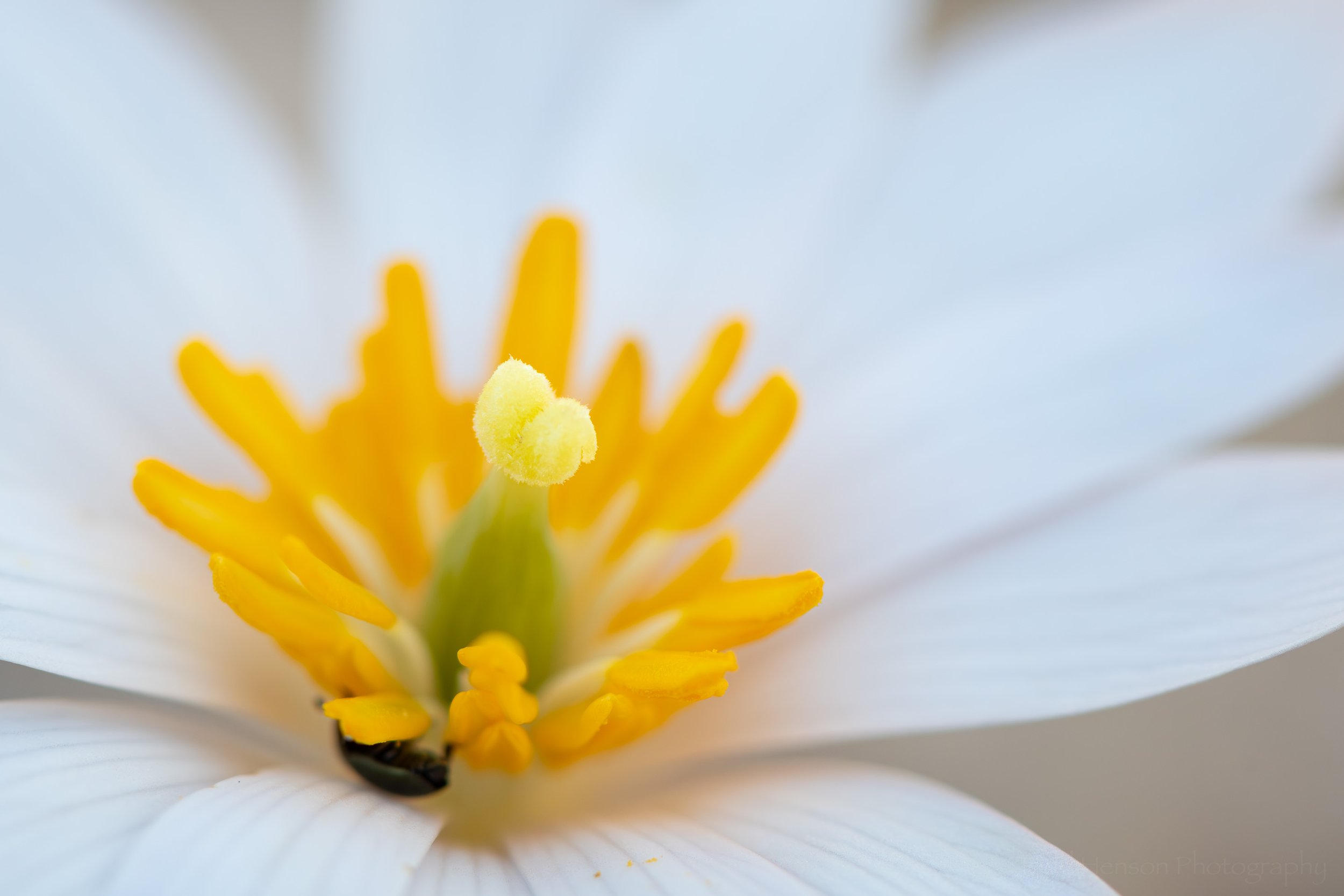 Stages of Growth of Bloodroot (Sanguinaria canadensis) — Todd Henson ...