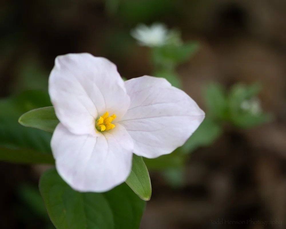 White Trillium From Bud to Bloom in 2024 — Todd Henson Photography