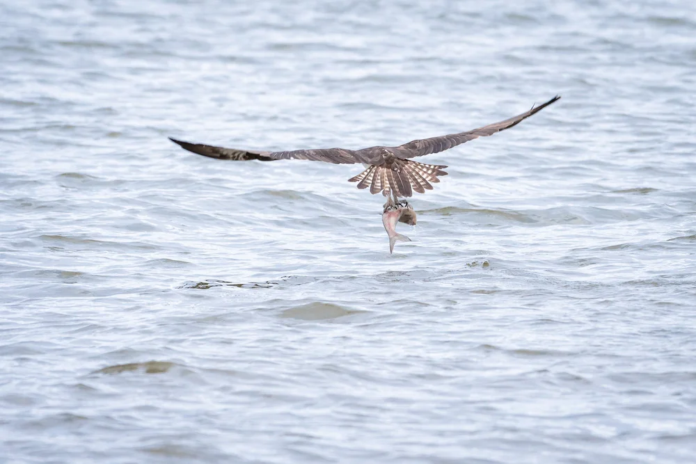Osprey Love Fish — Todd Henson Photography