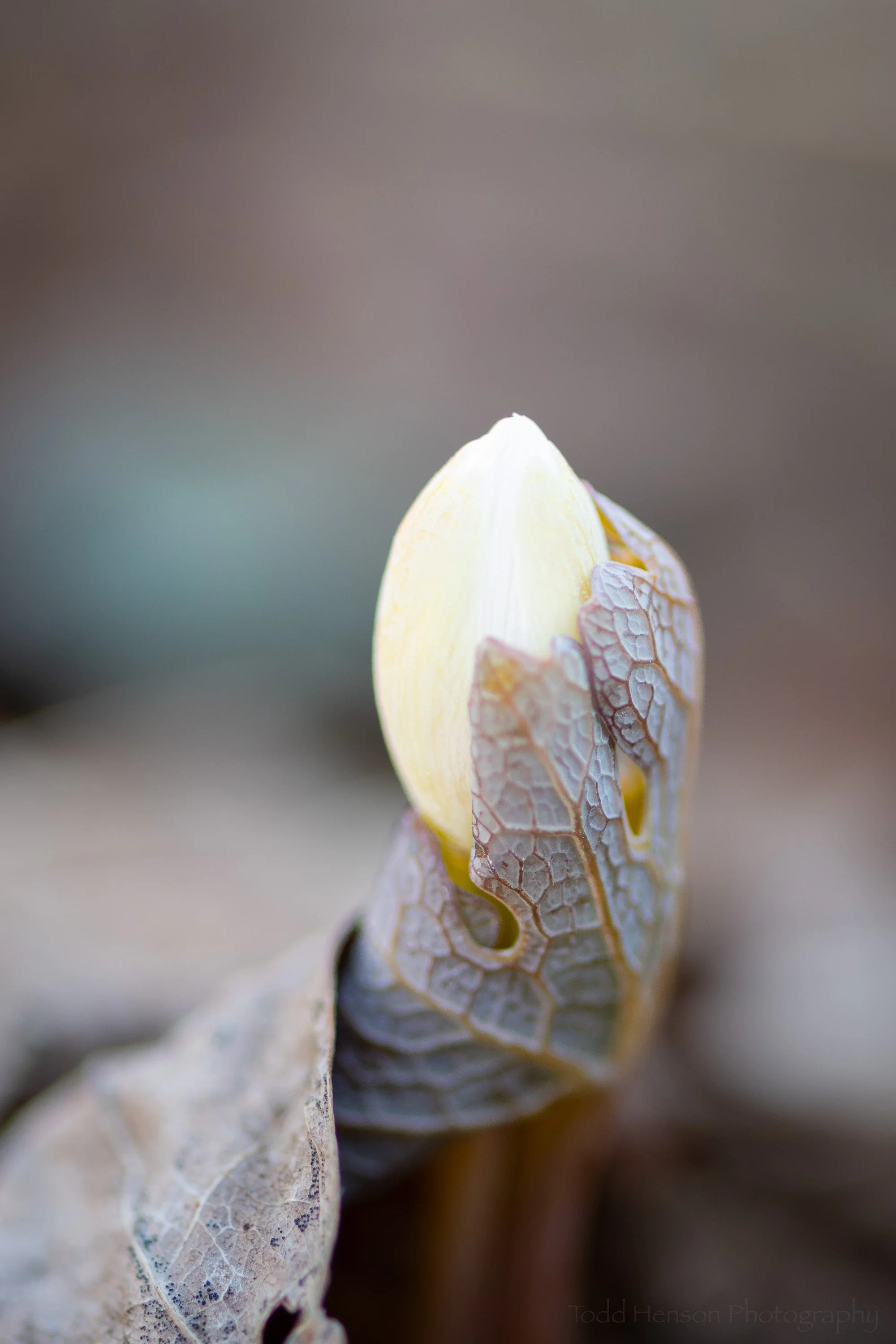 Stages of Growth of Bloodroot (Sanguinaria canadensis) — Todd Henson ...