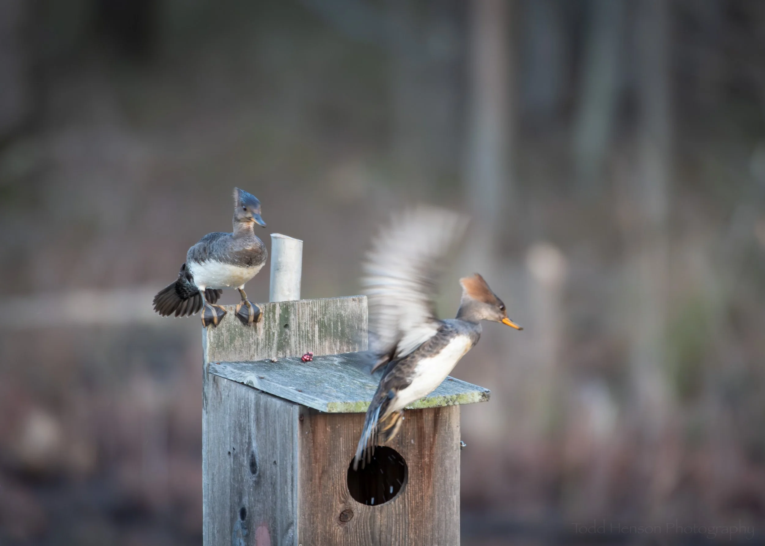 Hooded Merganser Competition for a Nest Box — Todd Henson Photography