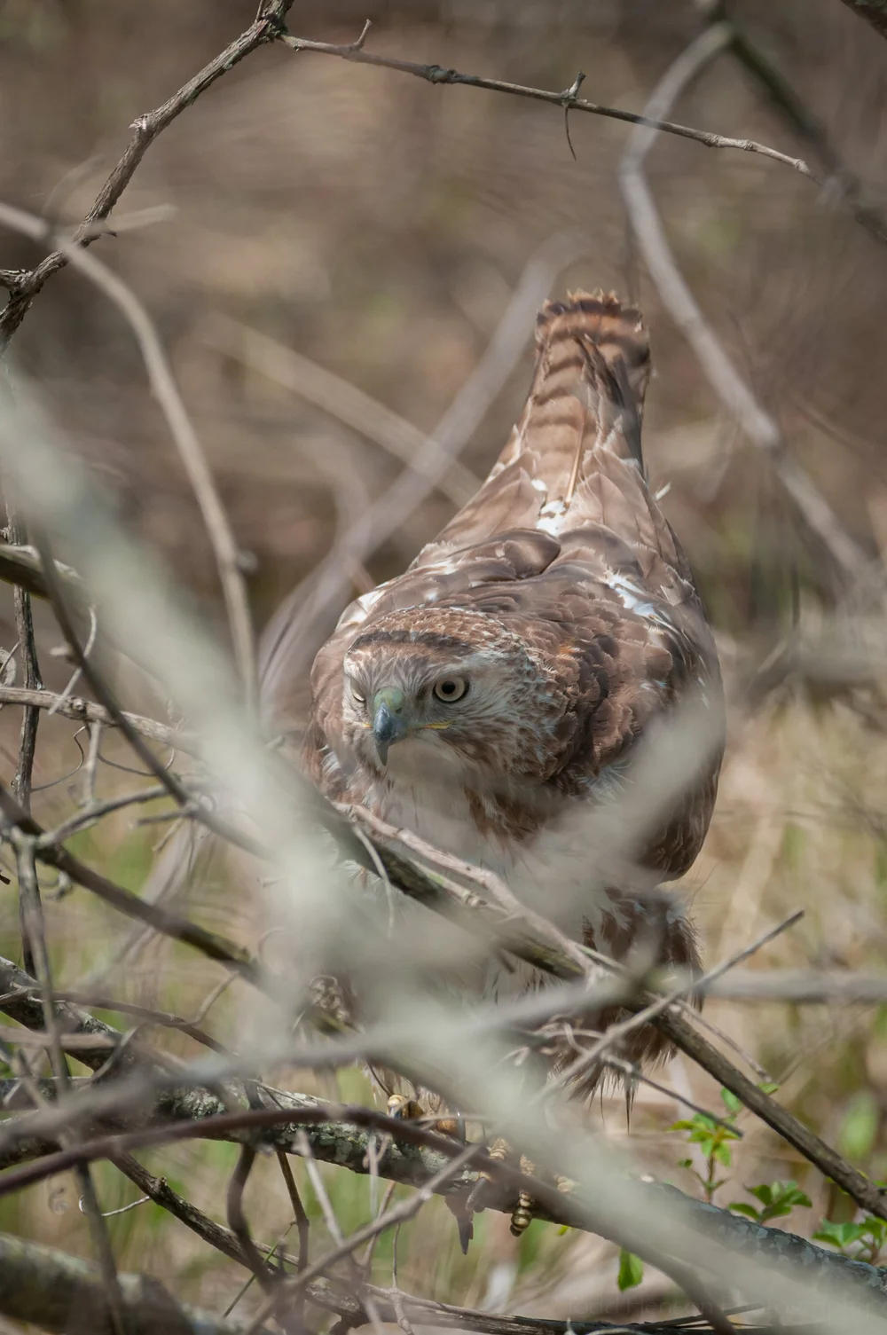 Juvenile Red-tailed Hawk Cooling Off — Todd Henson Photography