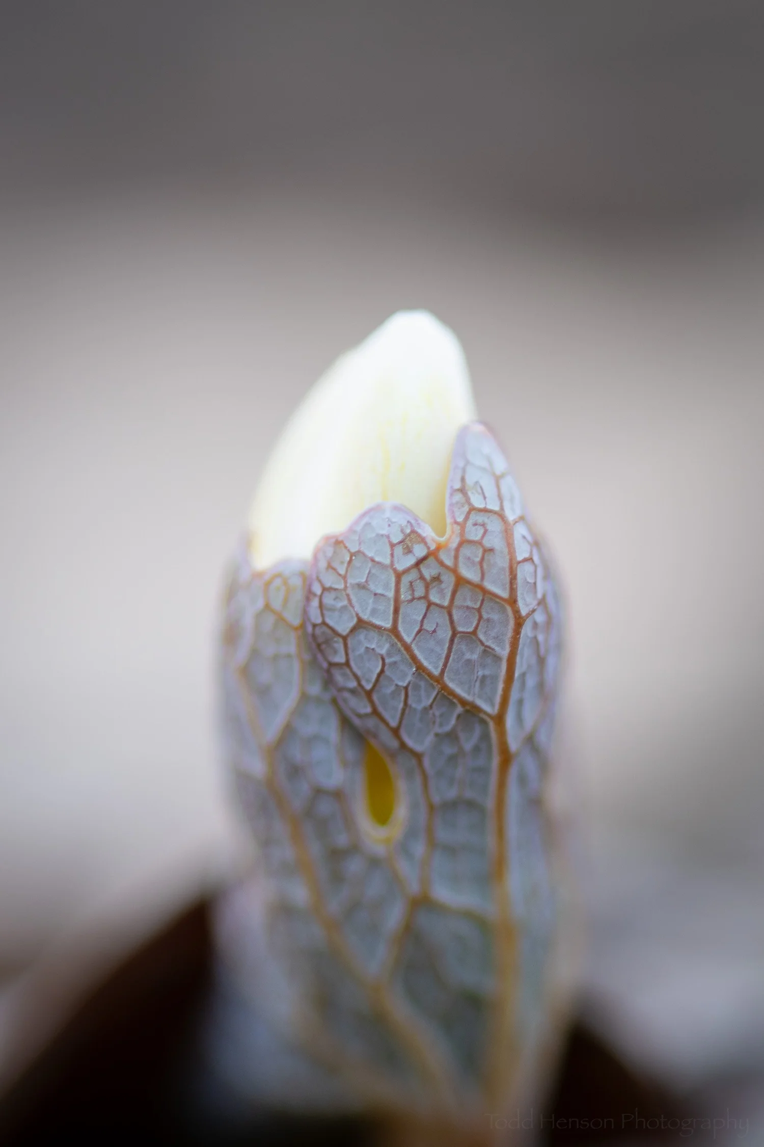 Stages of Growth of Bloodroot (Sanguinaria canadensis) — Todd Henson ...