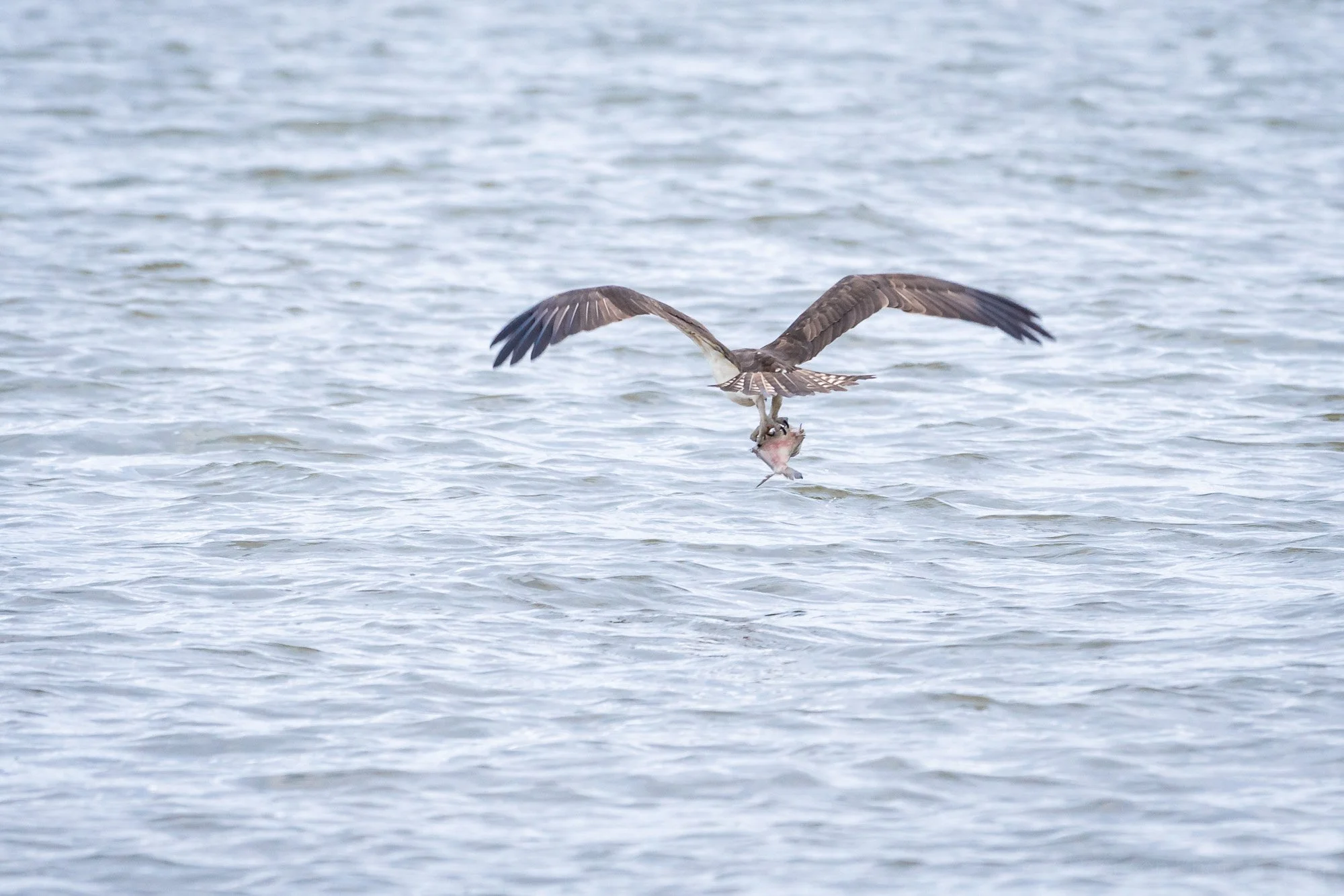 Osprey Love Fish — Todd Henson Photography