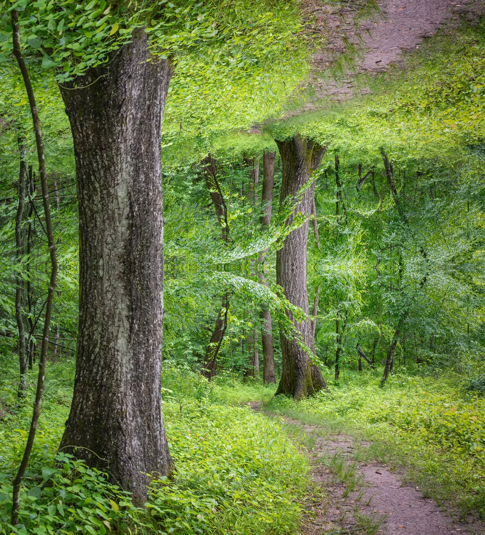 Playground of the Fae — Todd Henson Photography