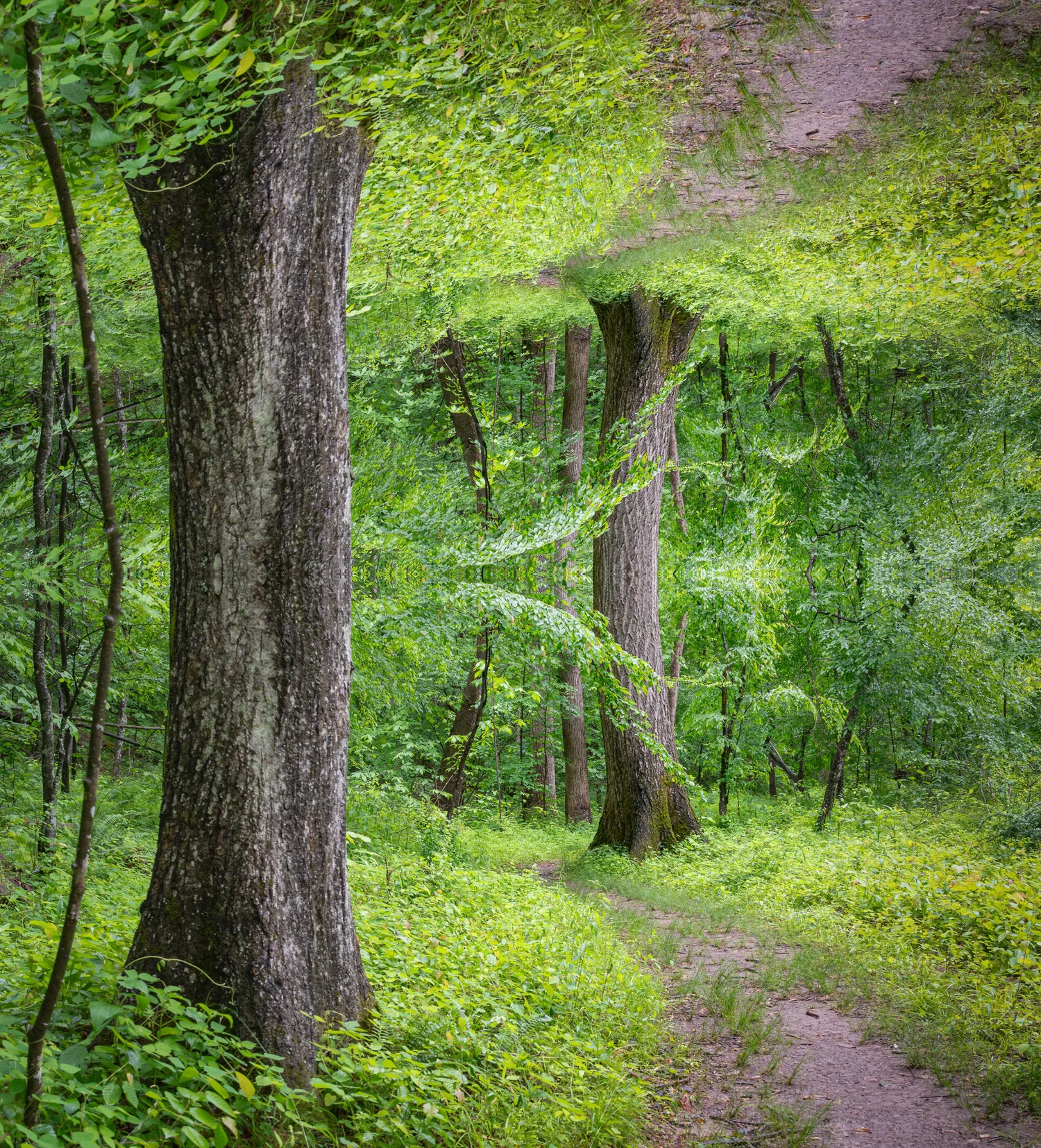 Playground of the Fae — Todd Henson Photography