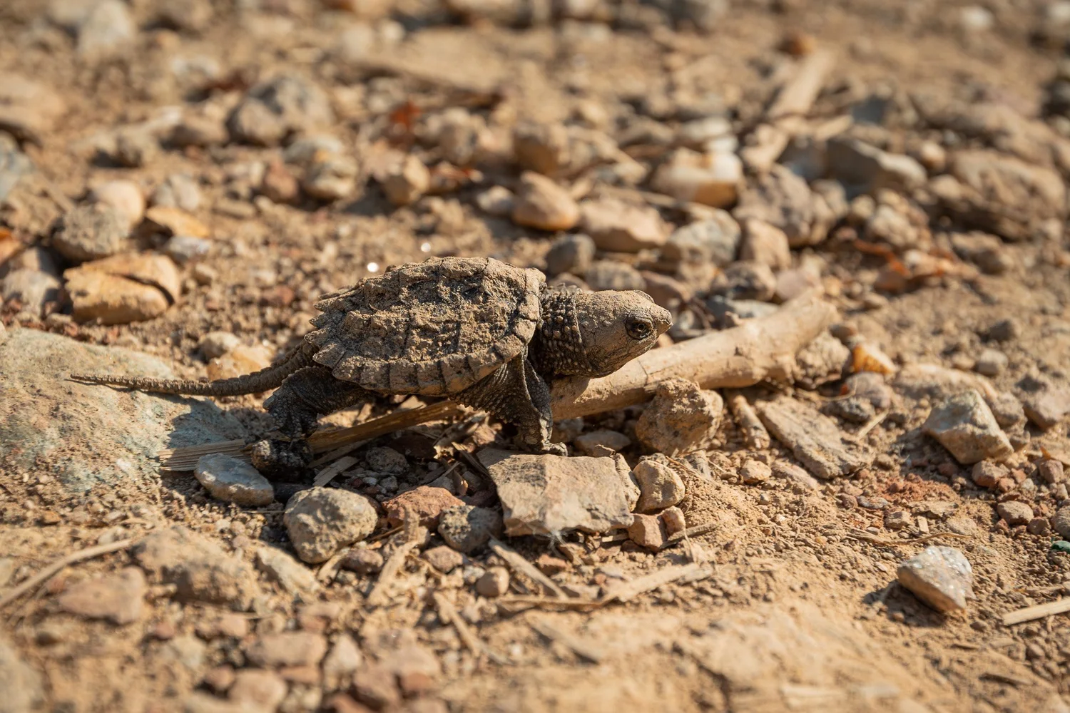 Natural Camouflage — Todd Henson Photography