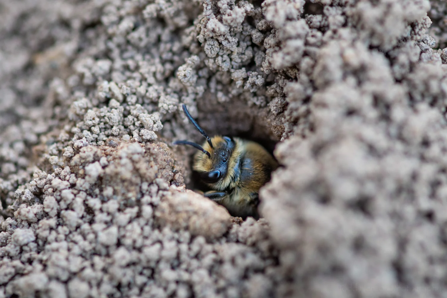 Mining Bee in Its Nest — Todd Henson Photography
