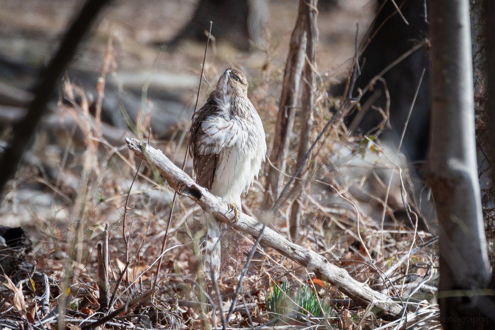 Observing an Adolescent Cooper’s Hawk — Todd Henson Photography