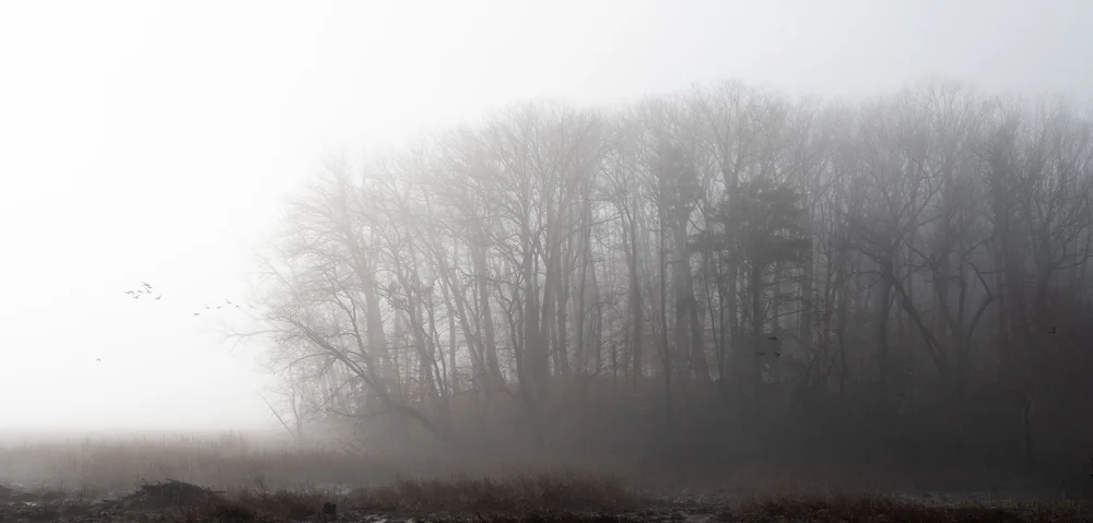 Mason Neck in the Mist — Todd Henson Photography