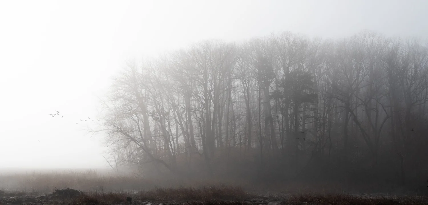 Mason Neck in the Mist — Todd Henson Photography