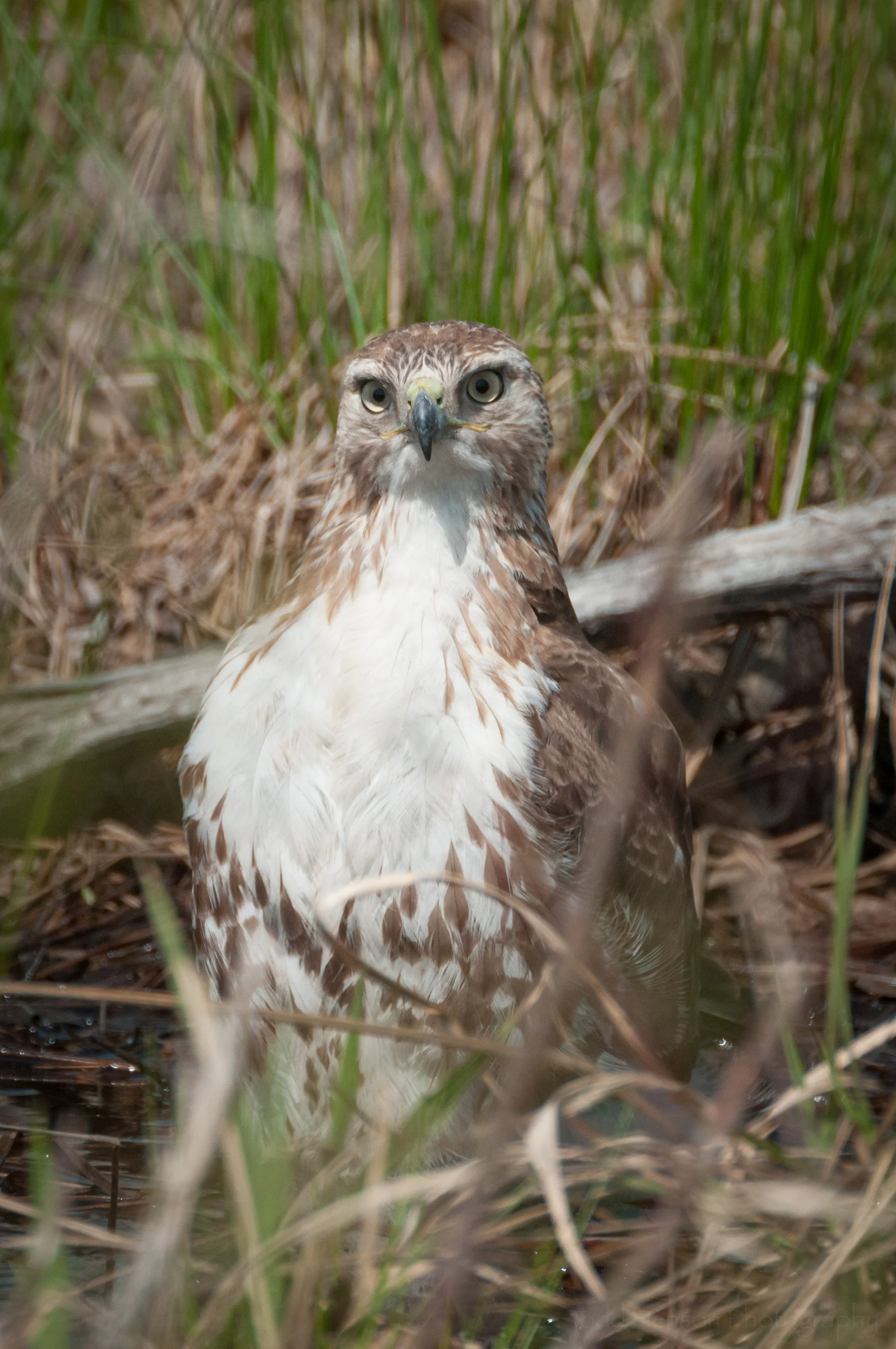 Juvenile Red-tailed Hawk Cooling Off — Todd Henson Photography