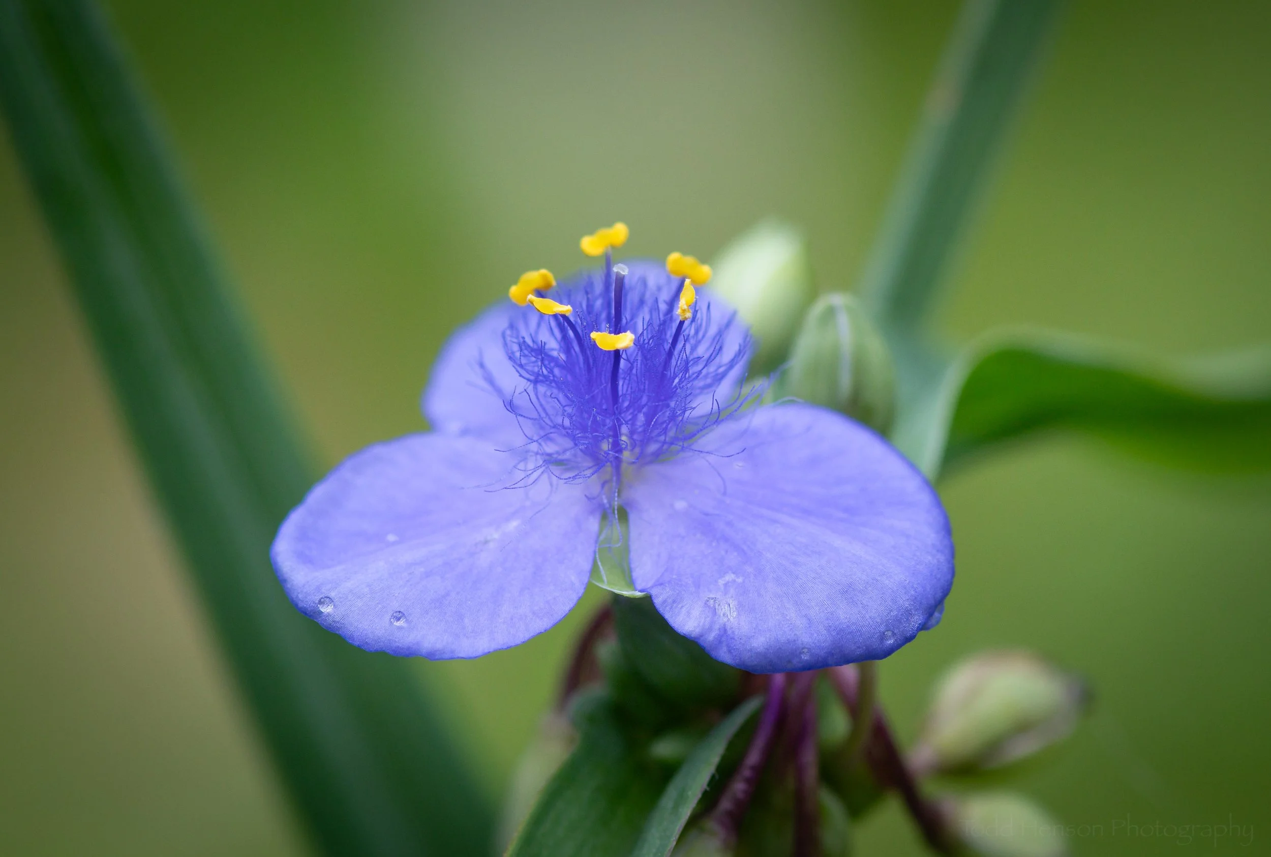 Is Spiderwort in Virginia “Virginia Spiderwort”? — Todd Henson Photography