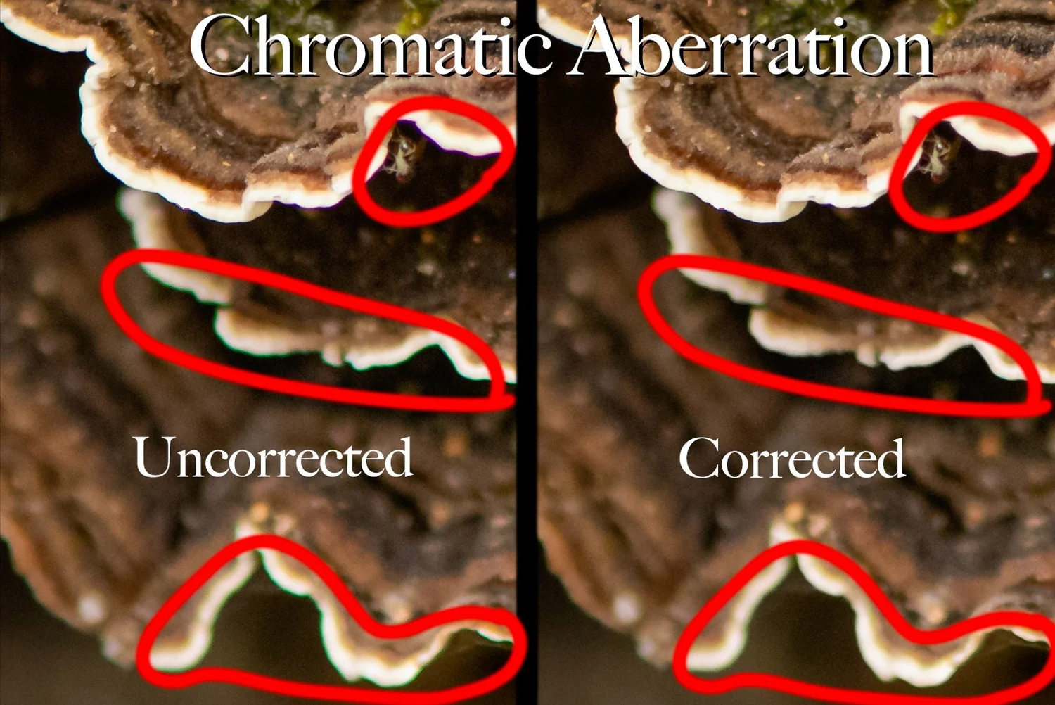 Color Fringing Fungus: An Example of Chromatic Aberration — Todd Henson ...
